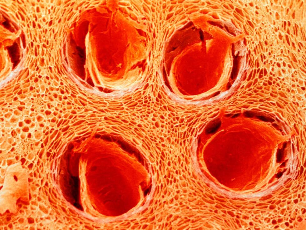 Explore the Hidden World of Food under a Microscope